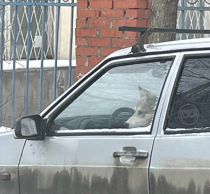 Пензенцев очаровал друг человека за рулем авто